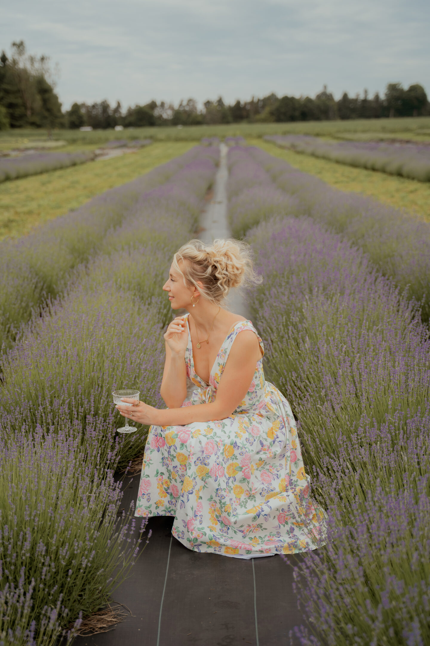 Discover The Magic Of Avalon Lavender Farm: A Serene Summer Escape In ...